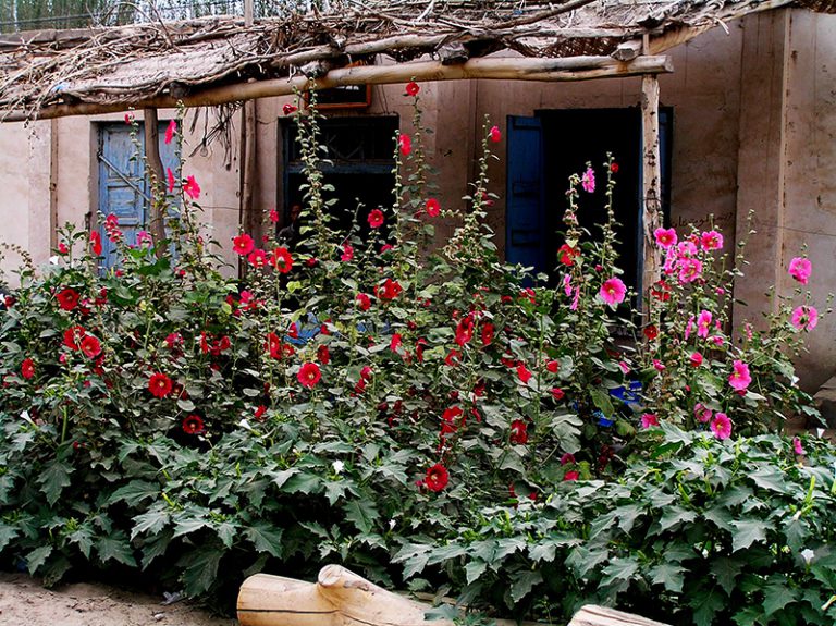 Home - Uyghurche